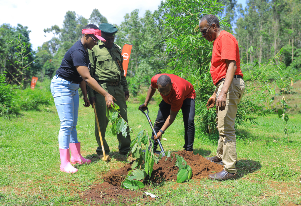 Absa Bank plants 100,000 trees in Embu County - Business Now