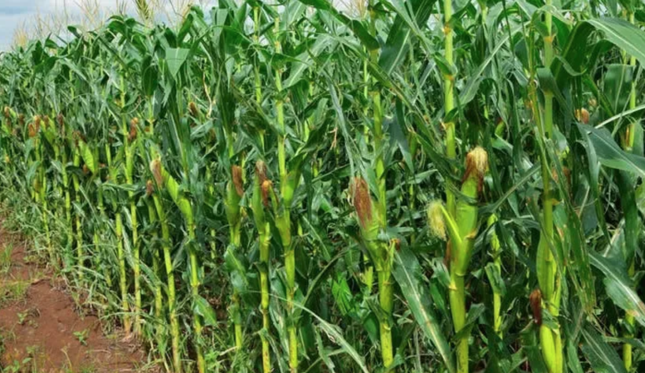 Why Equity’s multi-peril crop insurance is ideal for Kenyan farmers ...