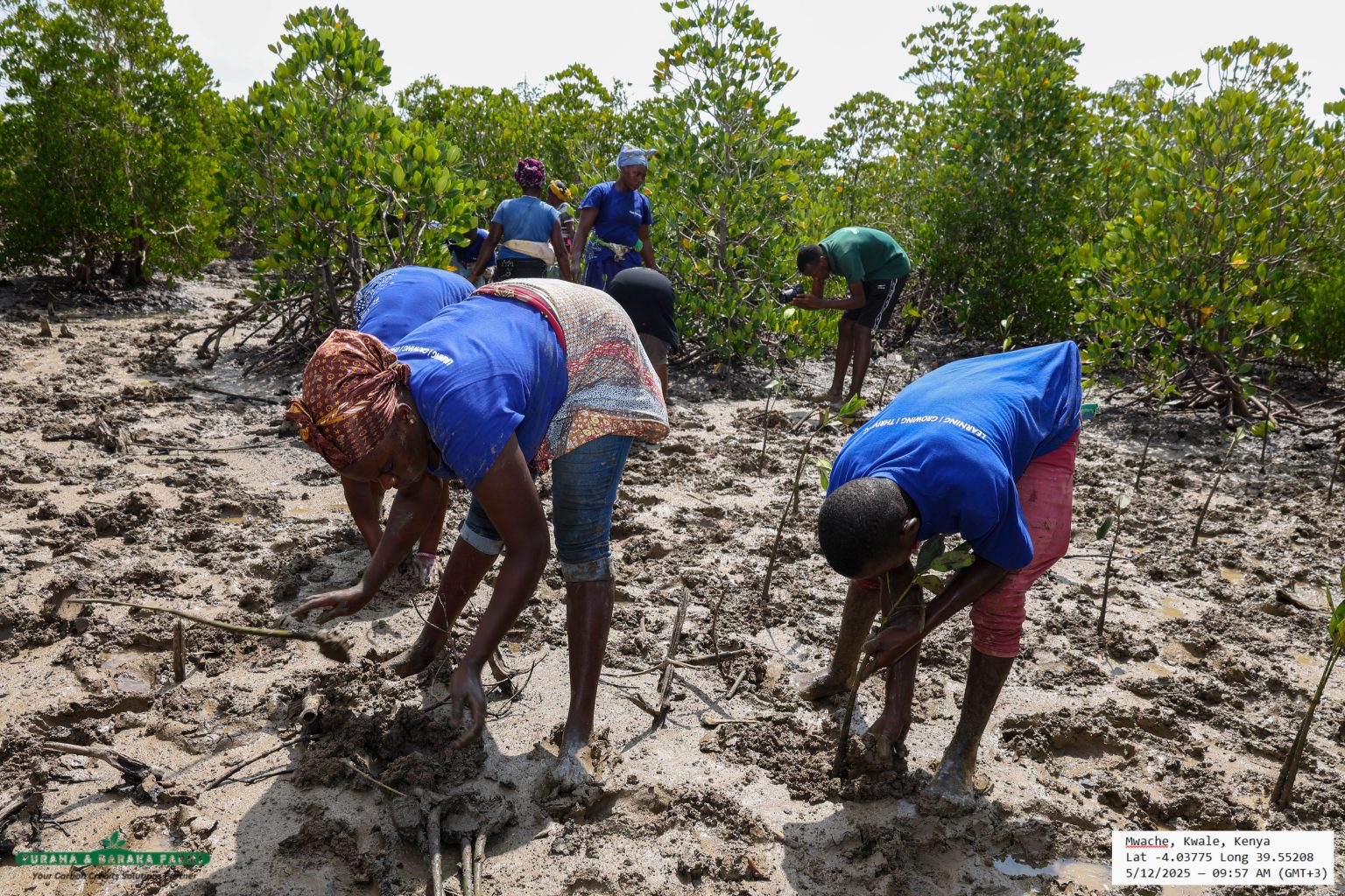 I&M Foundation sparks community-led mangrove restoration in Kwale ...